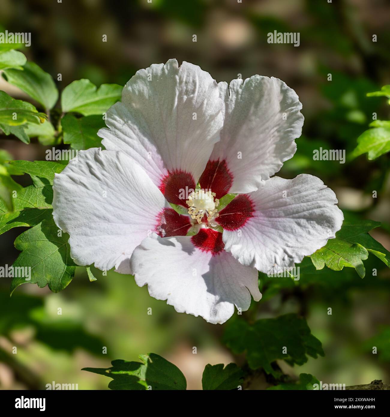 Rose of Sharon Hibiscus Flower Stock Photo - Alamy