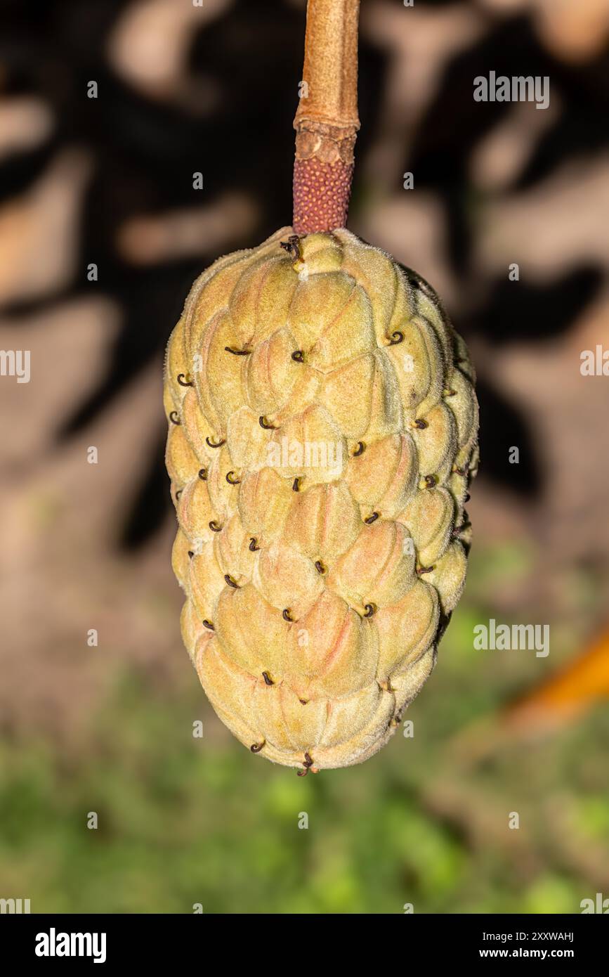 Magnolia grandiflora seed pod hi-res stock photography and images - Alamy