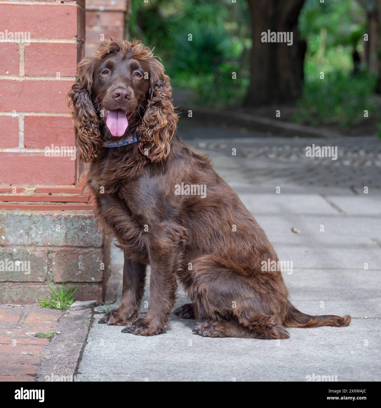 chocolate working english cocker spaniel dog in the garden Stock Photo - Alamy