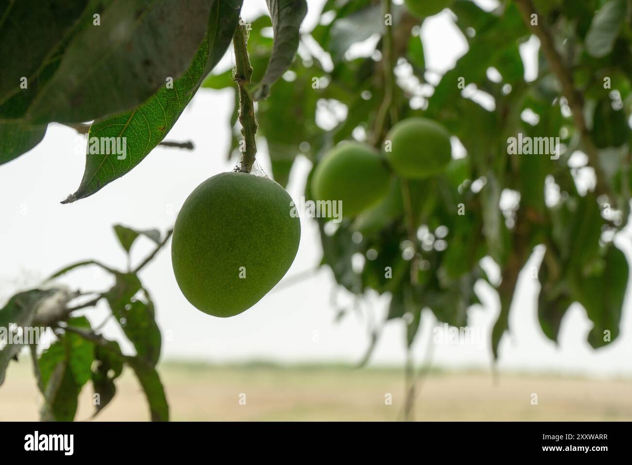 Green unripe mango fruits hanging from a branch Stock Photo - Alamy