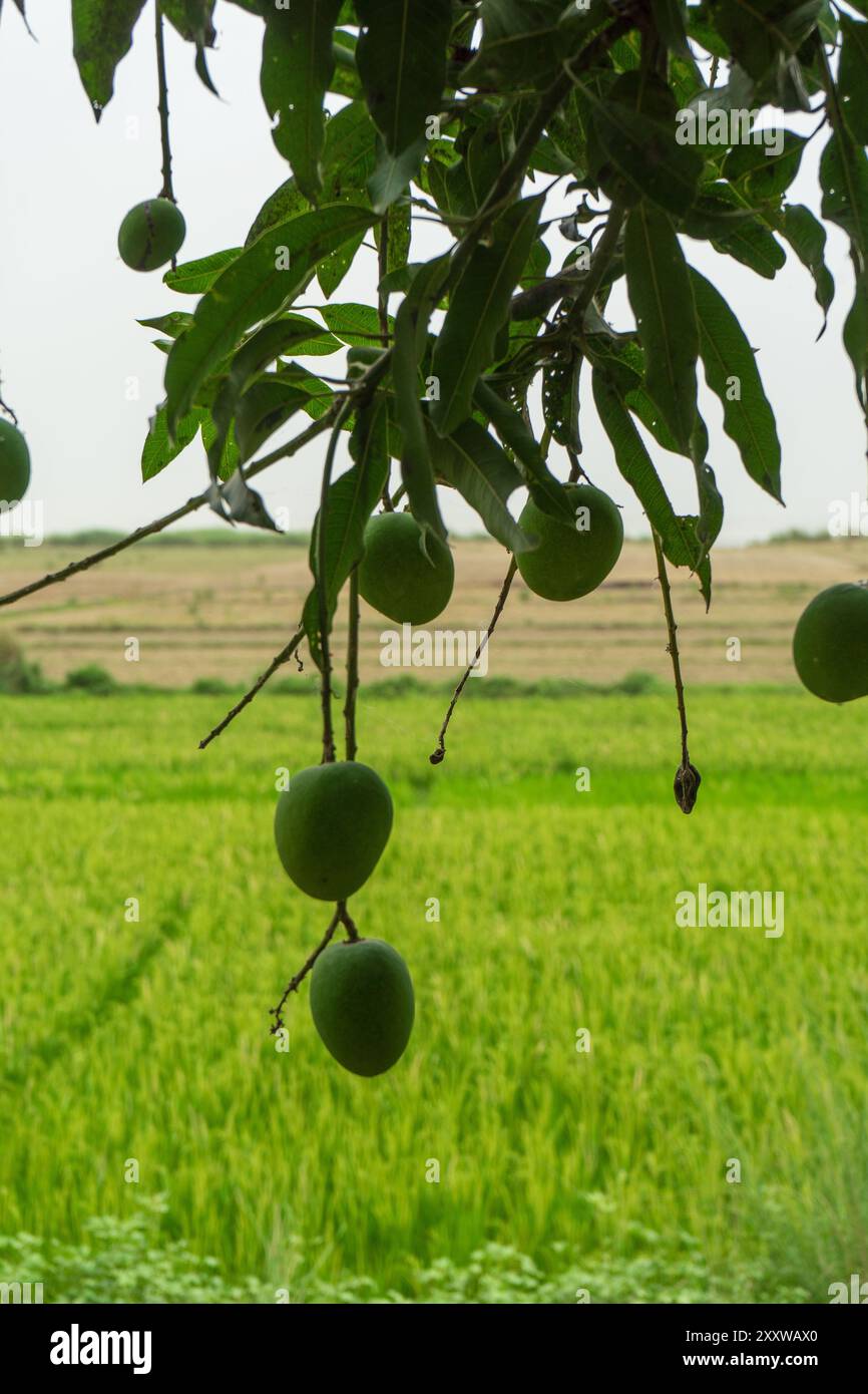 Mangos fruit hanging branch hi-res stock photography and images - Alamy