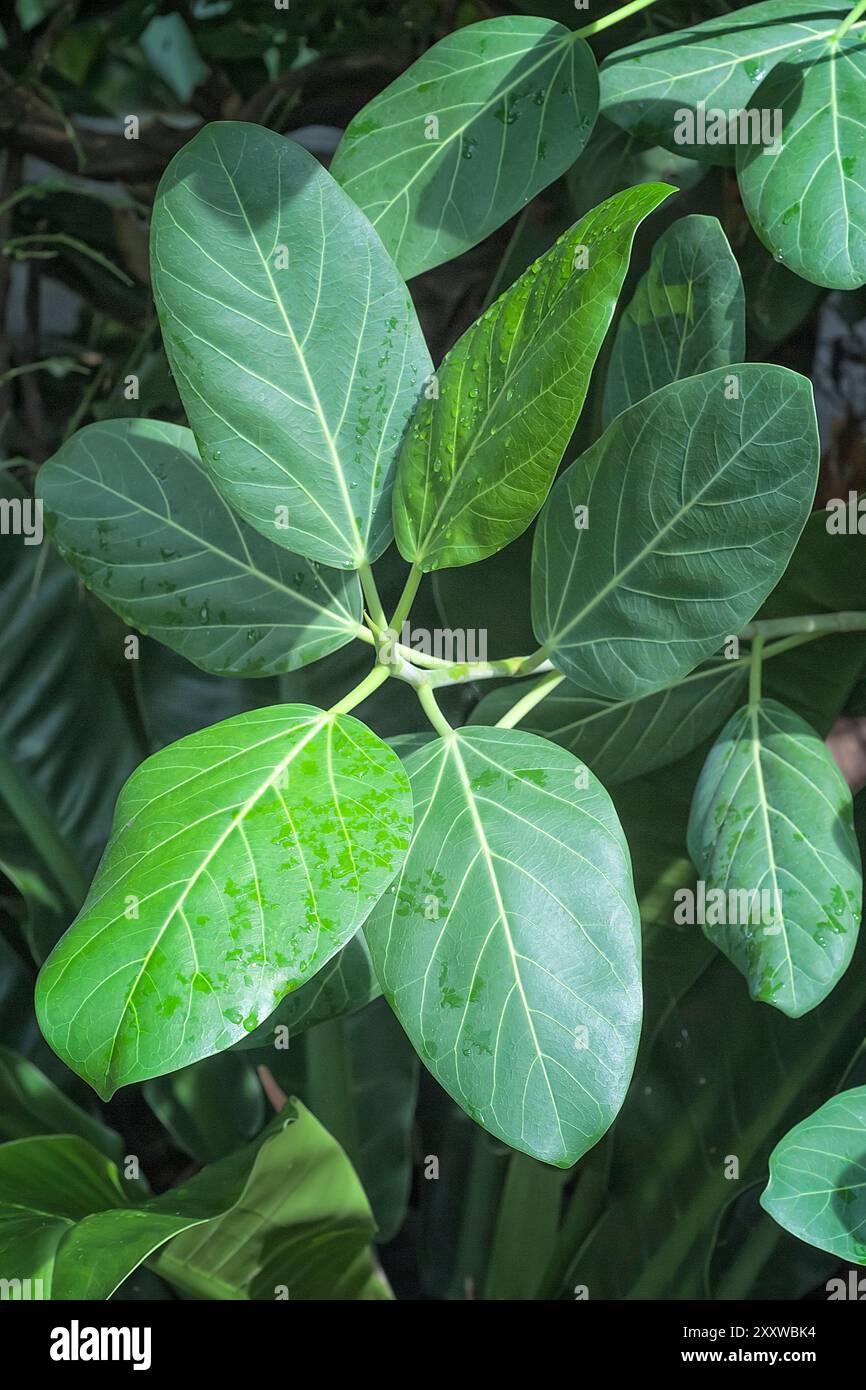 Fruit of banyan tree hi-res stock photography and images - Alamy