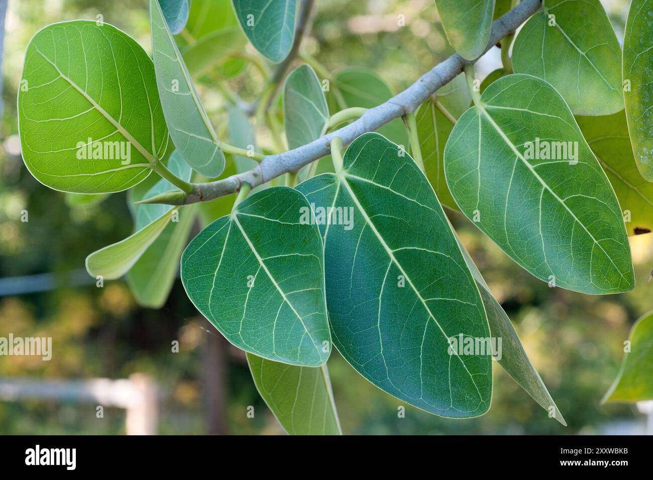 Fruit of banyan tree hi-res stock photography and images - Alamy
