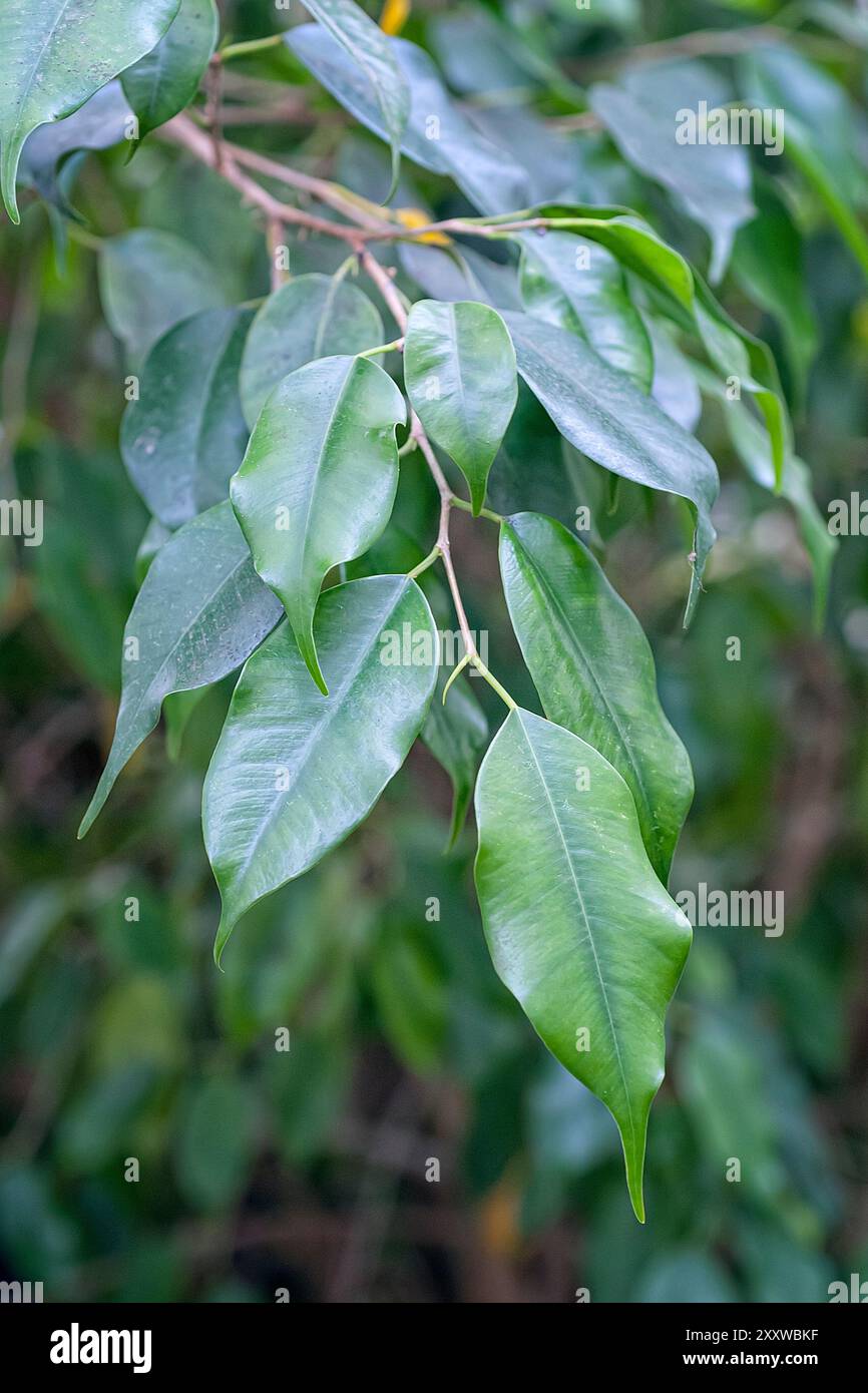 Weeping fig (Ficus benjamina), Moraceae. Large evergreen tree ...