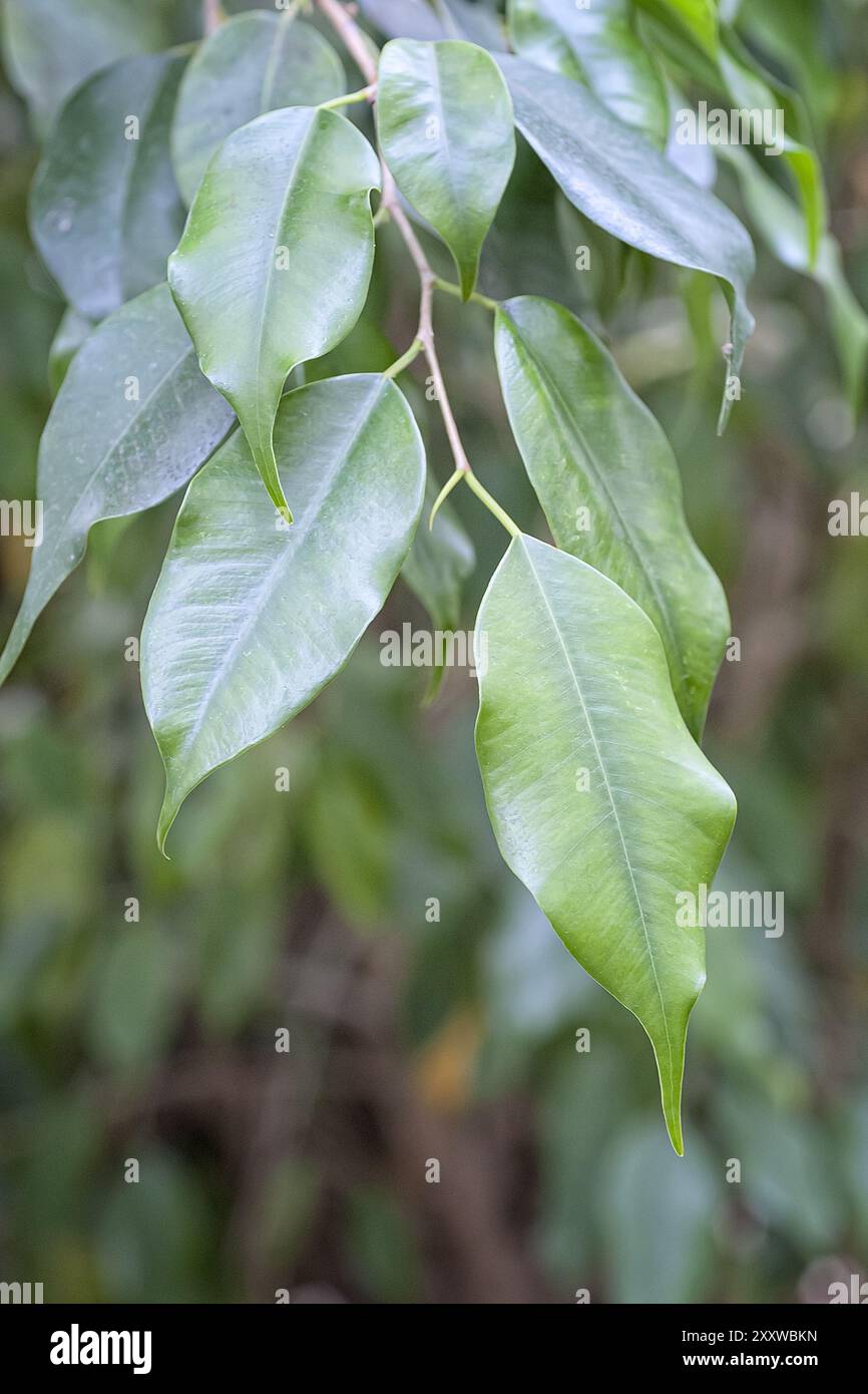Weeping fig (Ficus benjamina), Moraceae. Large evergreen tree ...