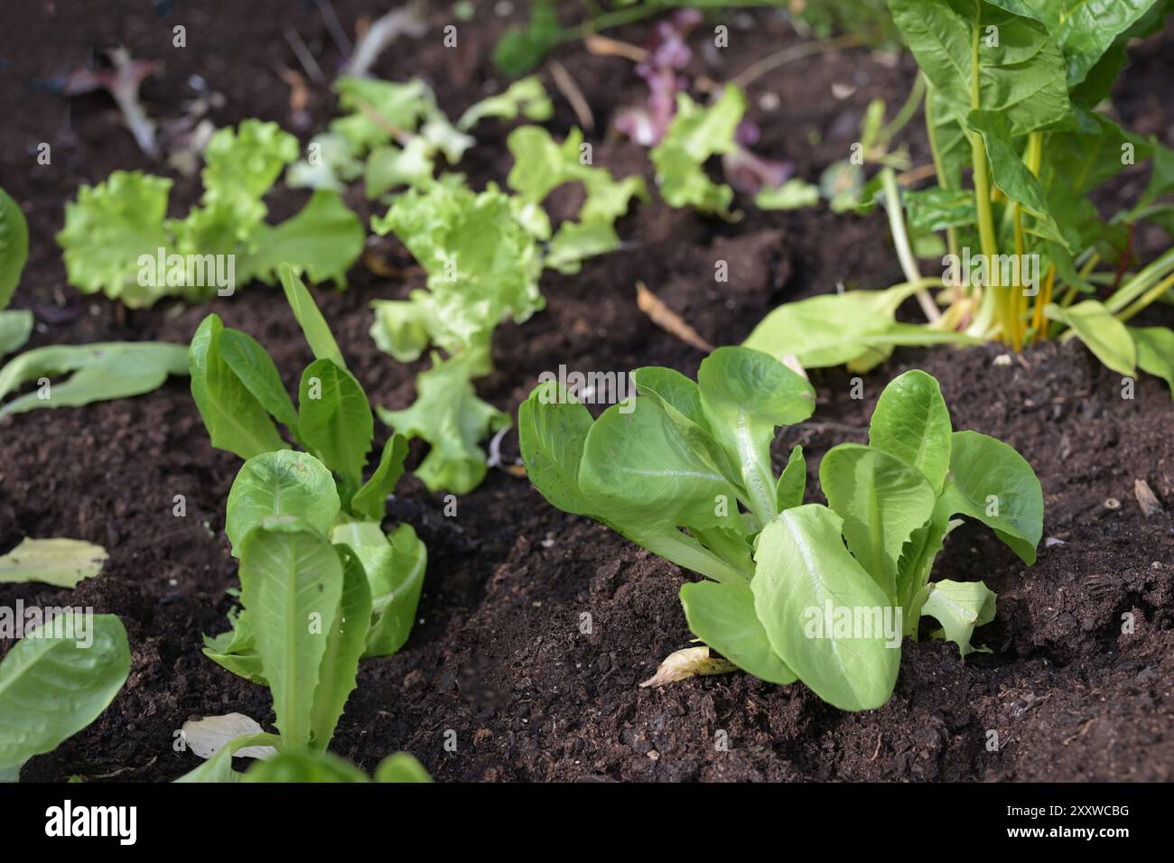Young lettuce plants freshly planted in the vegetable patch with dark ...