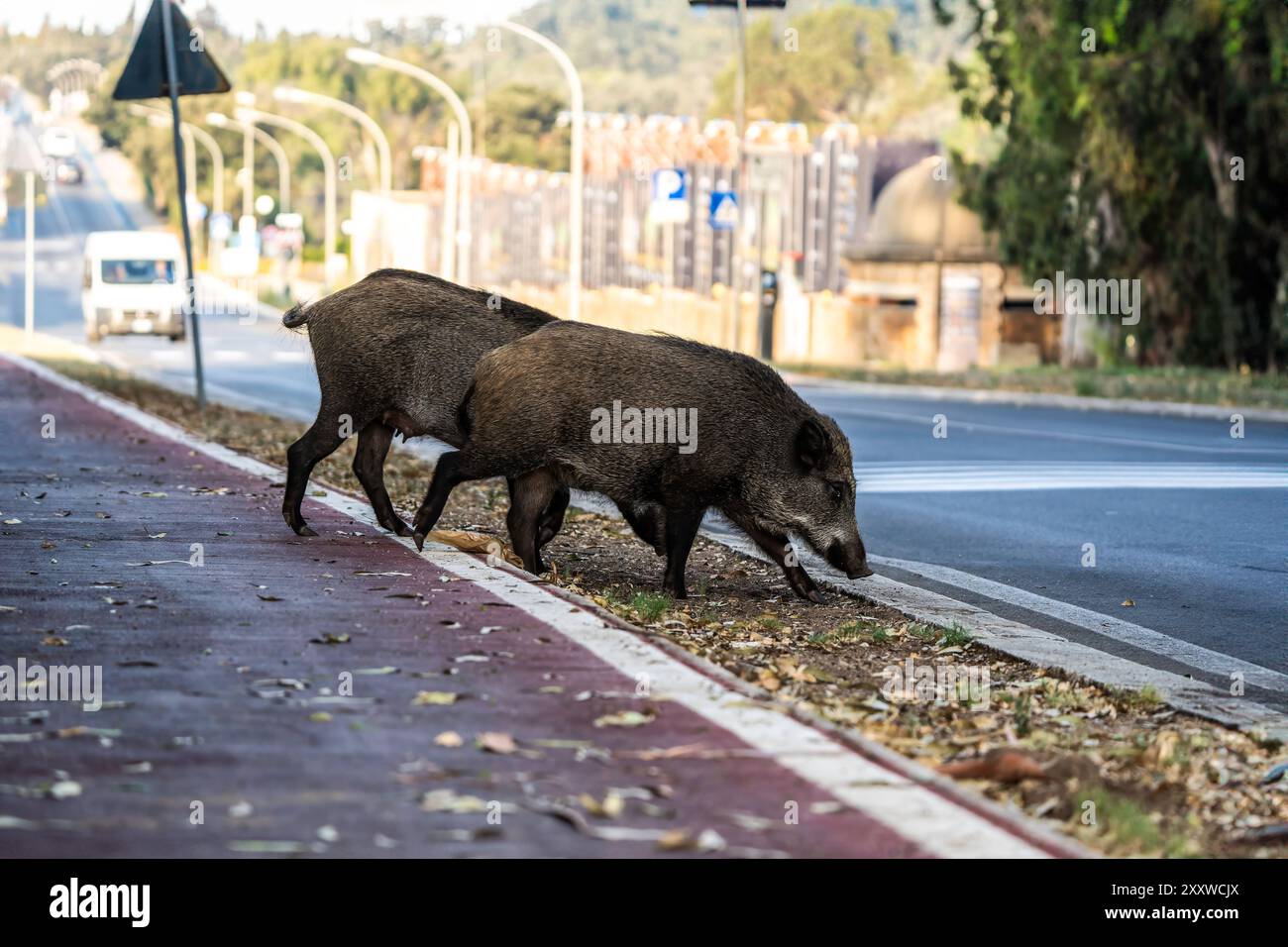 Wild boars crossing a road in an urban area. Urban wildlife showing ...