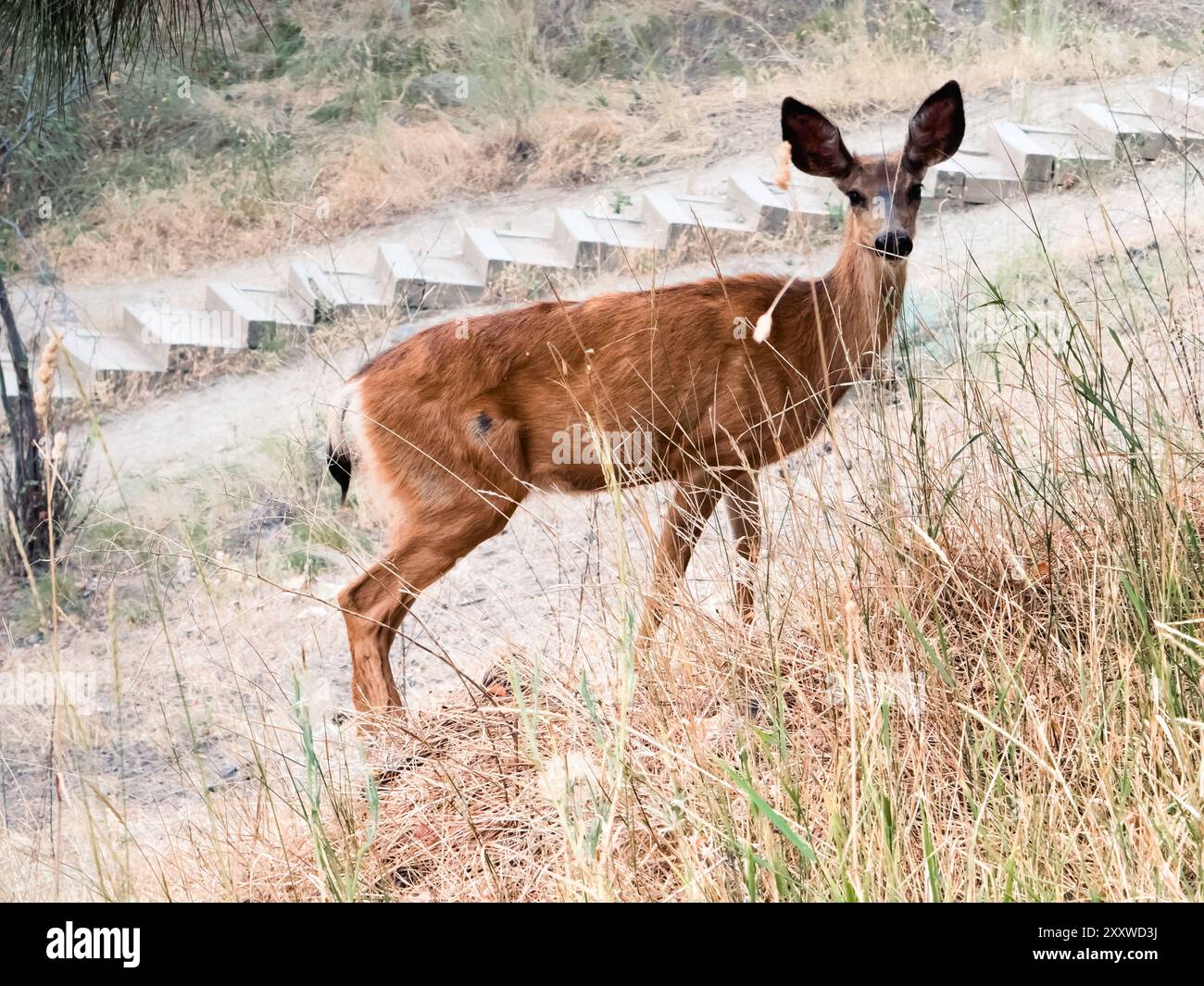 Deer standing next to hiking trai on a summer evening, stopped grazing ...