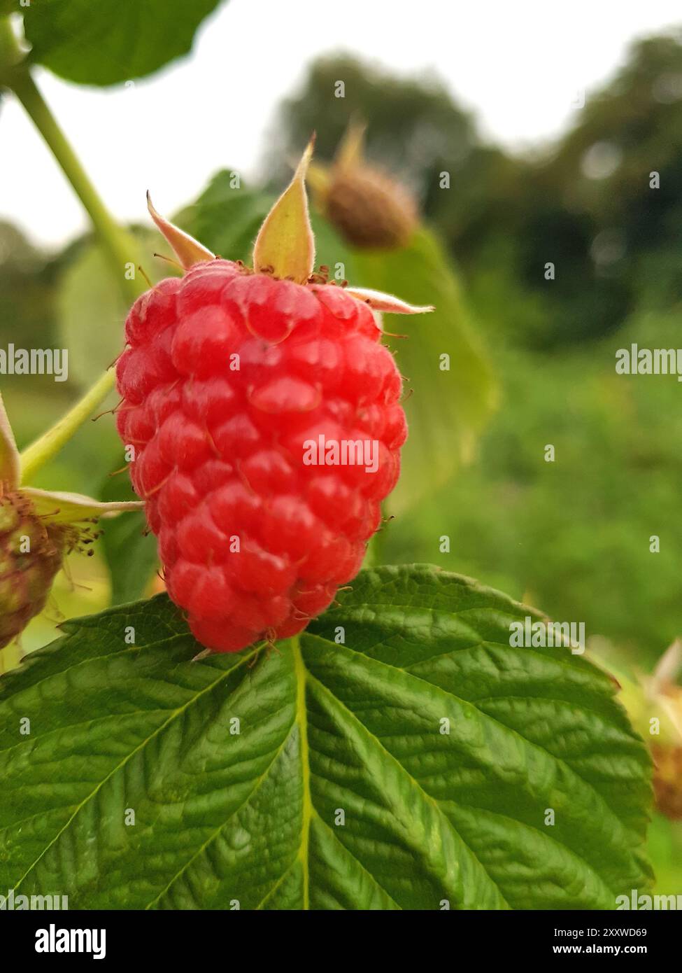 A ripe, juicy raspberry growing on an allotment Stock Photo - Alamy