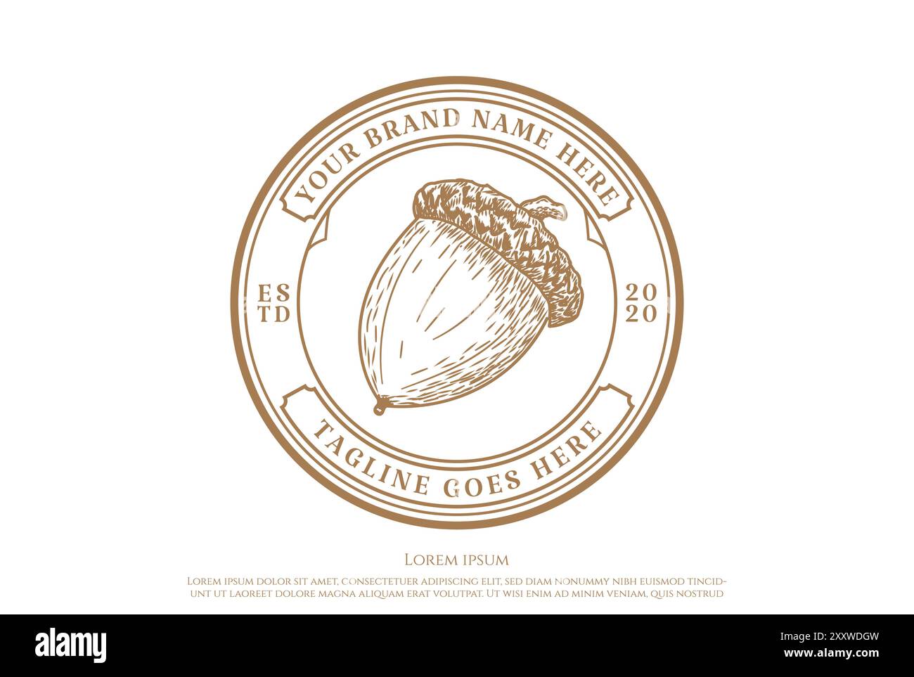 Oak nut vector vectors hi-res stock photography and images - Alamy