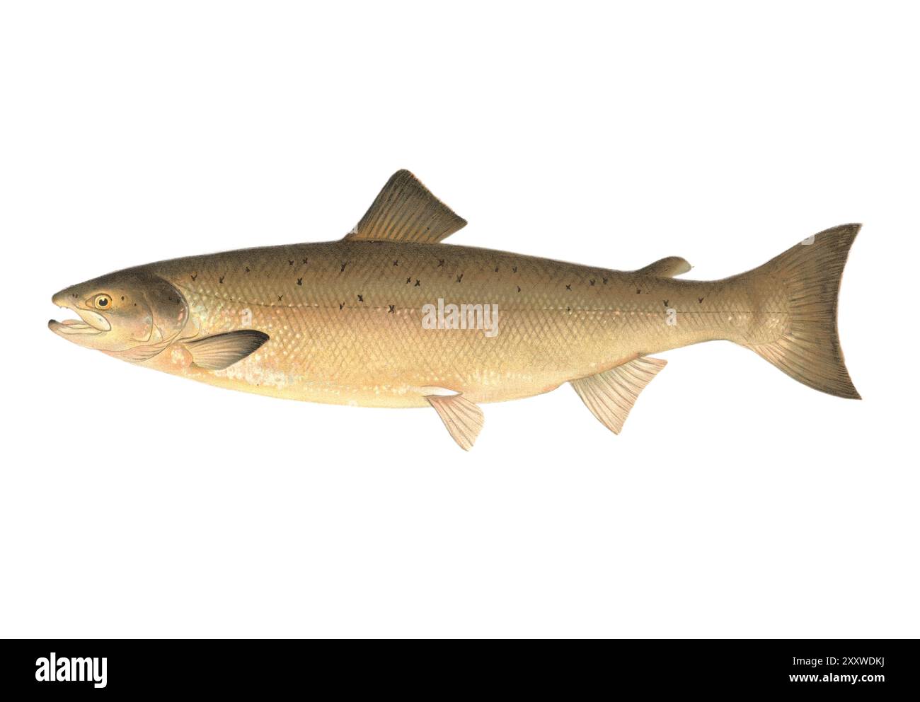 The Atlantic Salmon (Salmo salar) Color Lithographed Fish Print by ...