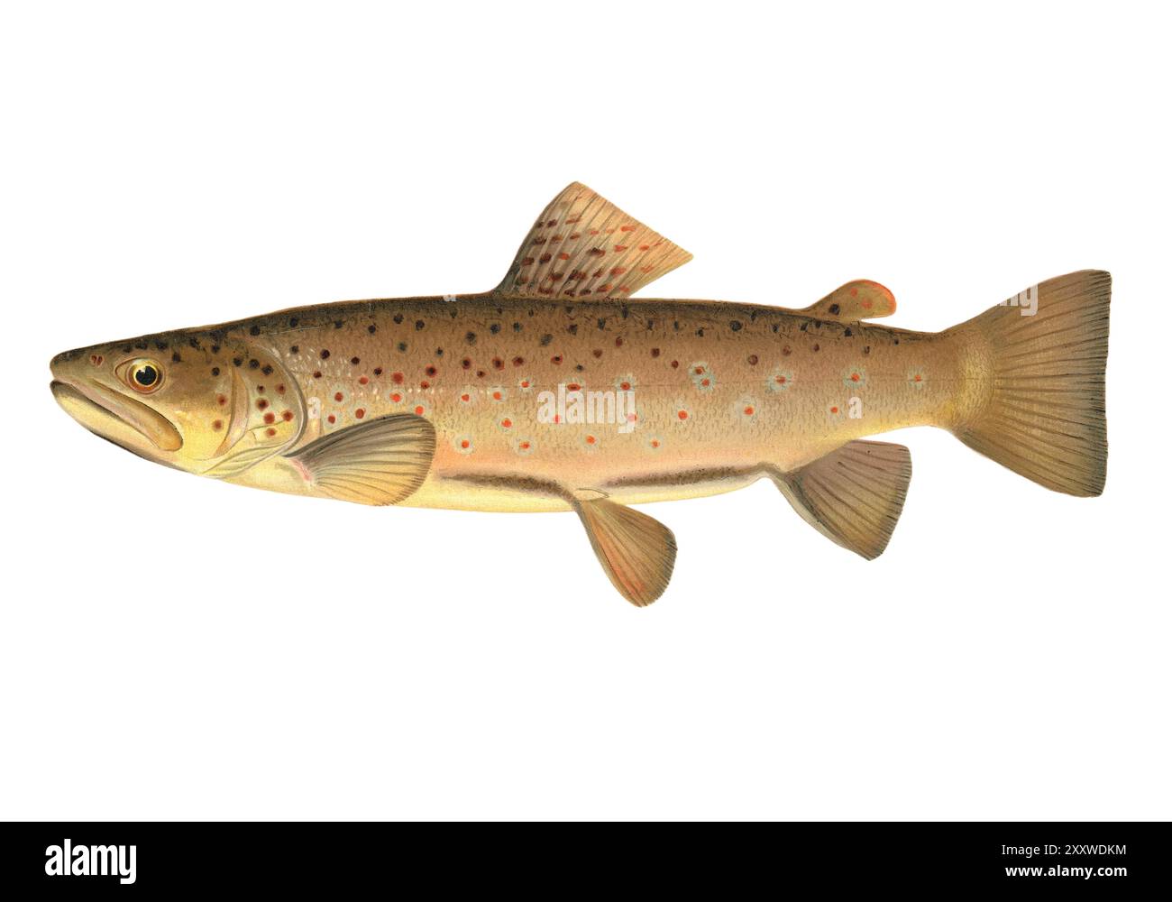 The Brown Trout (Salmo farioides) (Salmo trutta) Color Lithographed ...