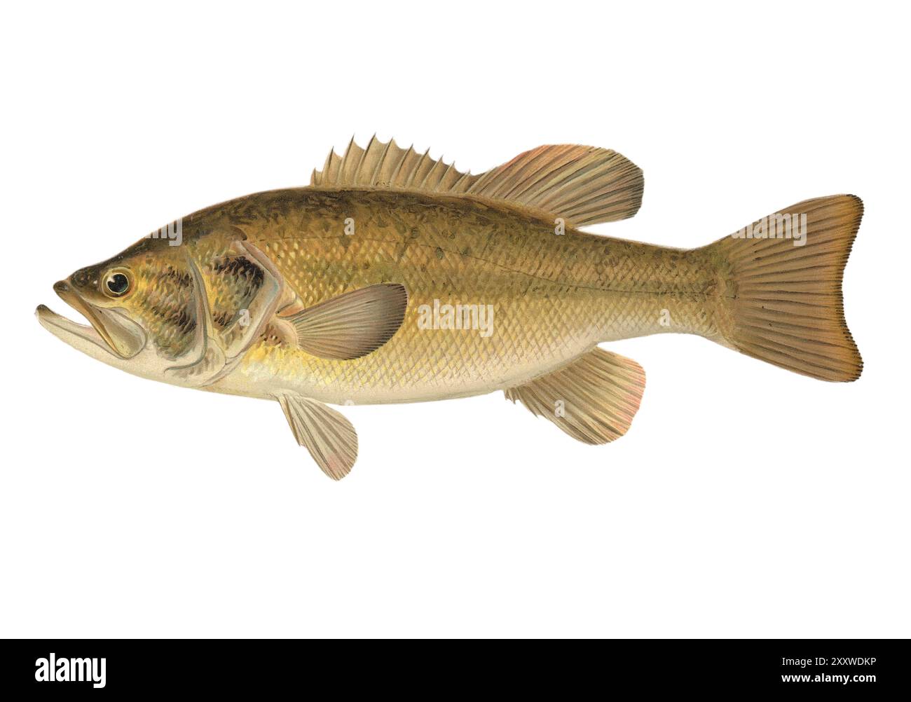 Large mouthed fish hi-res stock photography and images - Alamy
