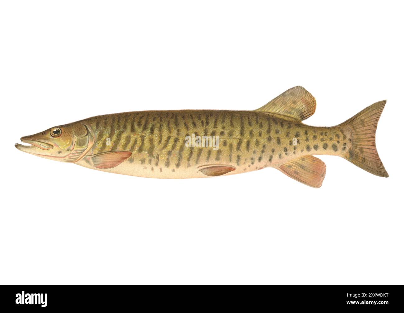 Color Lithographed Fish Print by Sherman Foote Denton Stock Photo - Alamy
