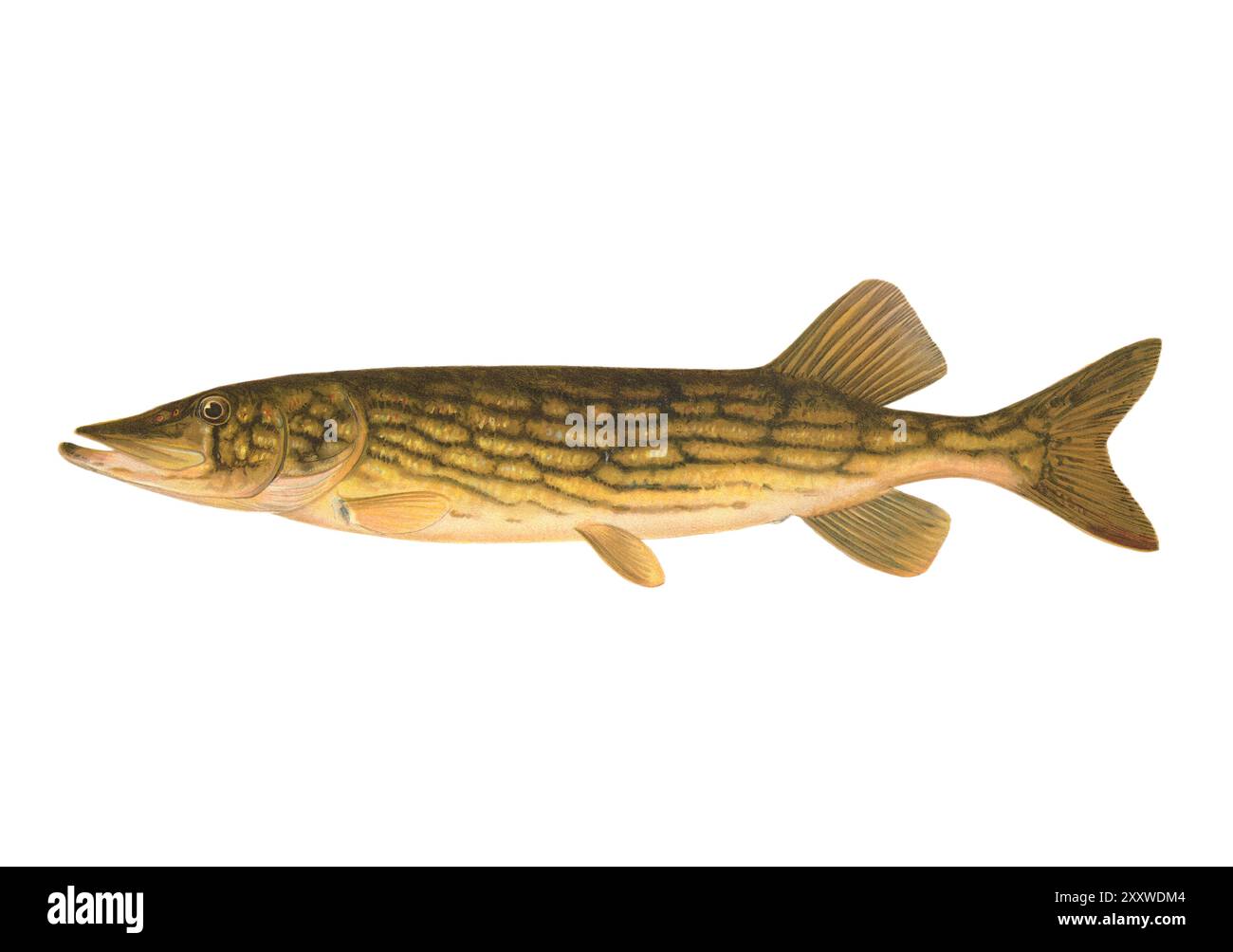 Color Lithographed Fish Print by Sherman Foote Denton Stock Photo - Alamy
