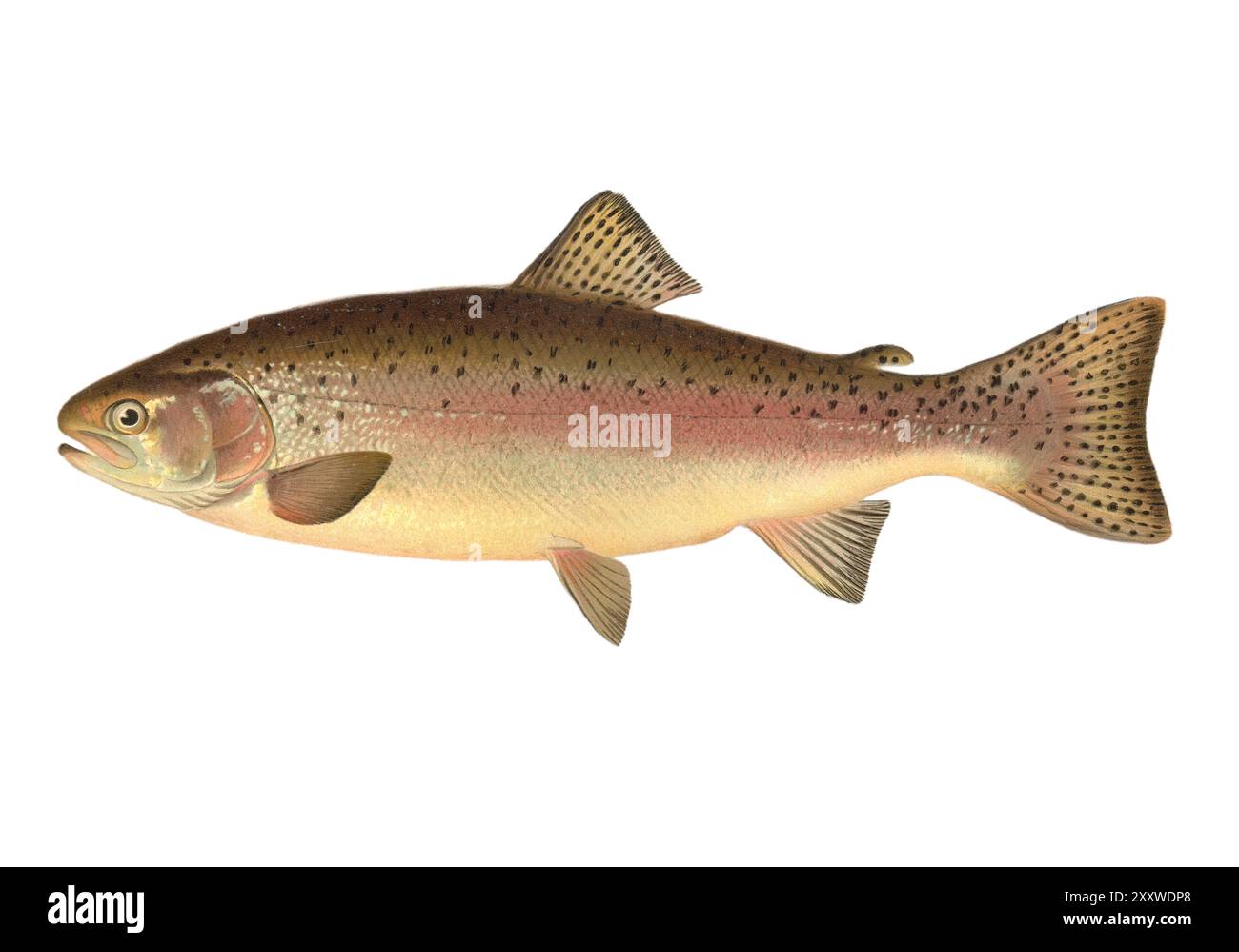 Color Lithographed Fish Print by Sherman Foote Denton Stock Photo - Alamy