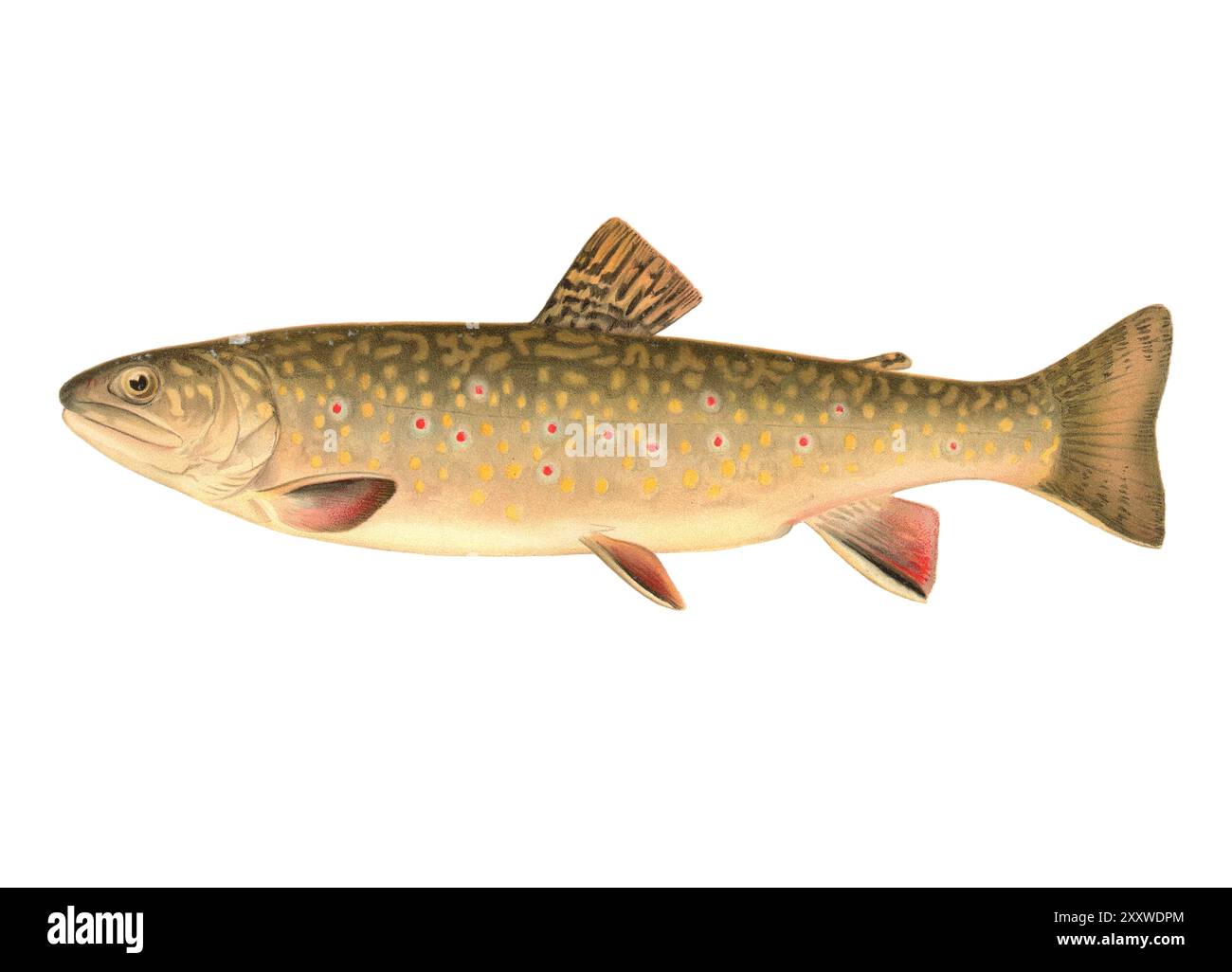 Color Lithographed Fish Print by Sherman Foote Denton Stock Photo - Alamy