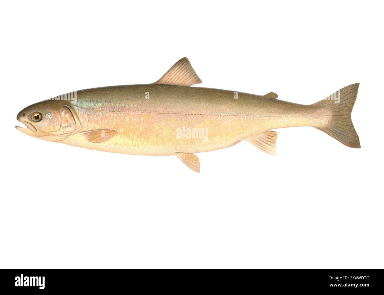 Color Lithographed Fish Print by Sherman Foote Denton Stock Photo - Alamy