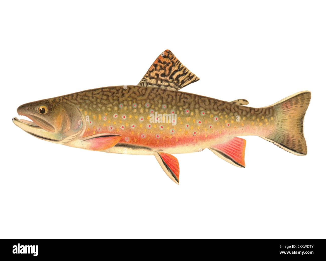Color Lithographed Fish Print by Sherman Foote Denton Stock Photo - Alamy