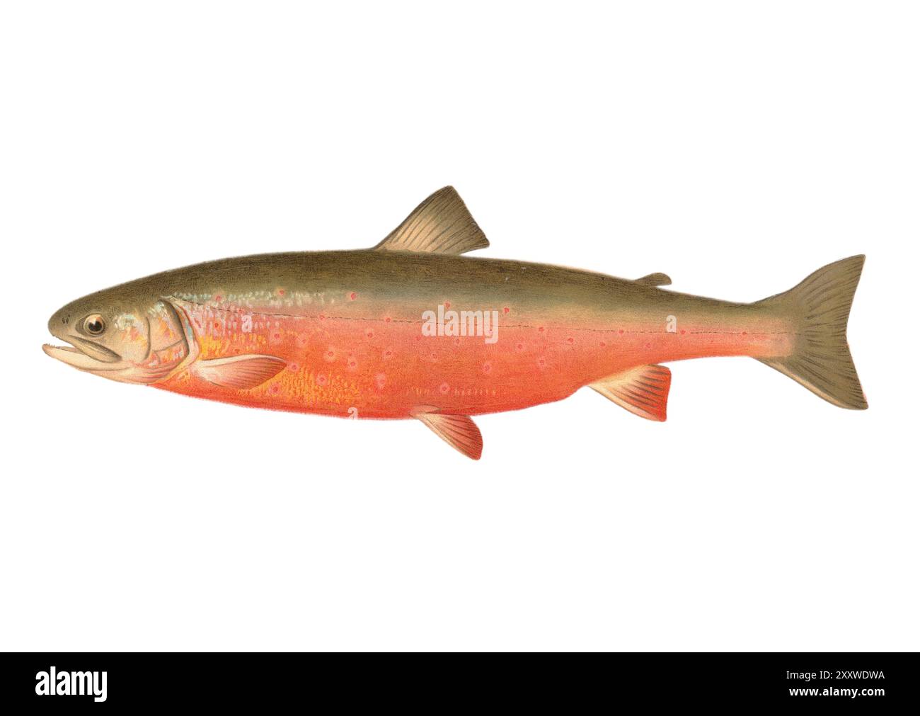 Sherman Foote Denton Fish Color Lithographed Print Stock Photo - Alamy