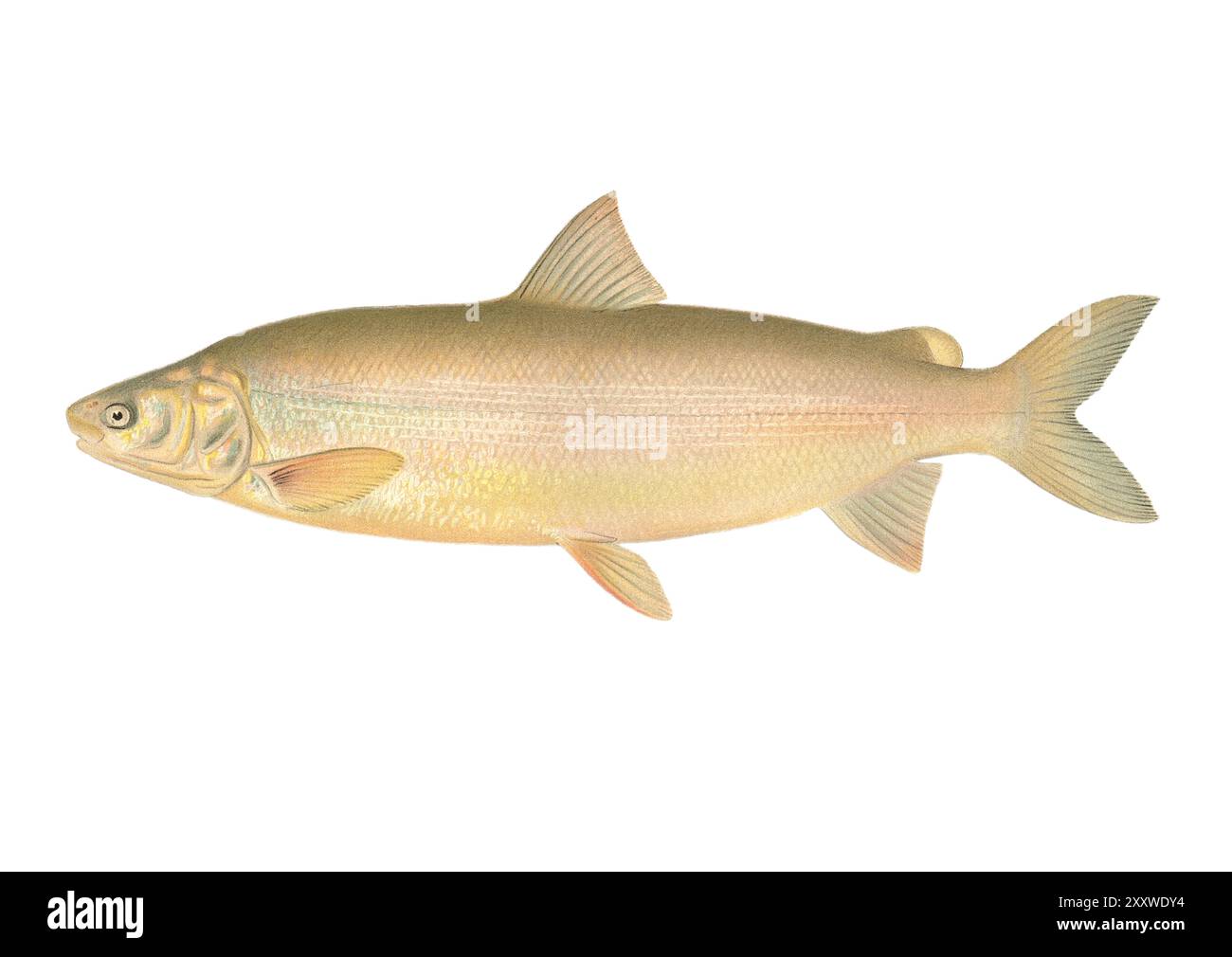 Color Lithographed Fish Print by Sherman Foote Denton Stock Photo - Alamy