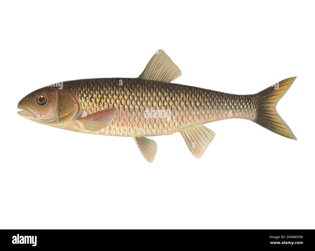 Color Lithographed Fish Print by Sherman Foote Denton Stock Photo - Alamy
