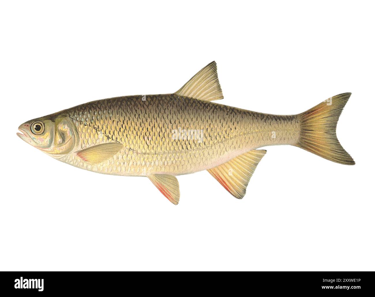 Color Lithographed Fish Print by Sherman Foote Denton Stock Photo - Alamy
