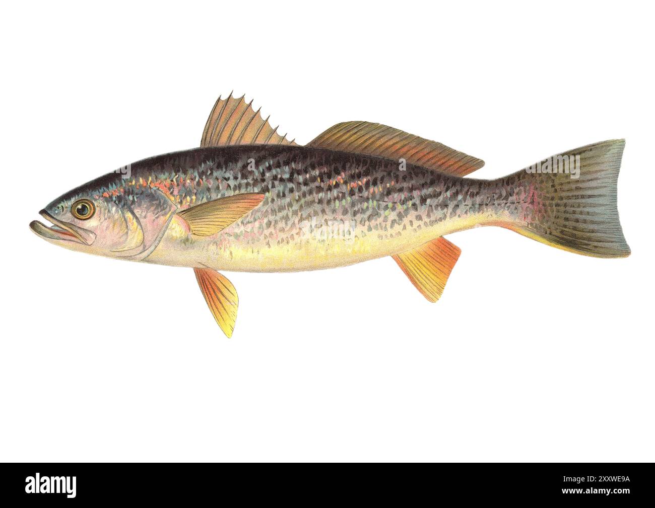 Color Lithographed Fish Print by Sherman Foote Denton Stock Photo - Alamy