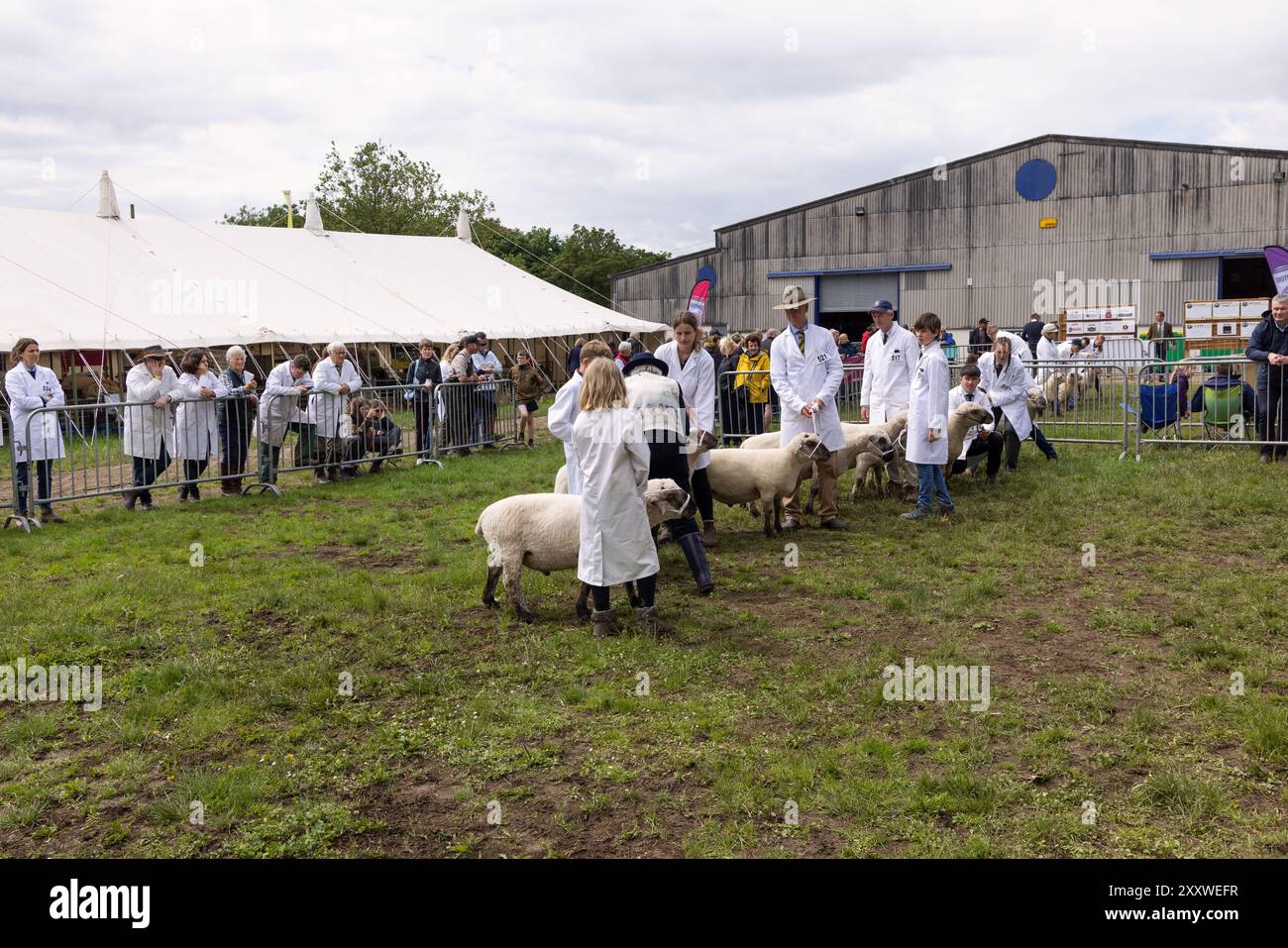 Royal Bath and West Show sheep being judged, Royal Bath and West ...