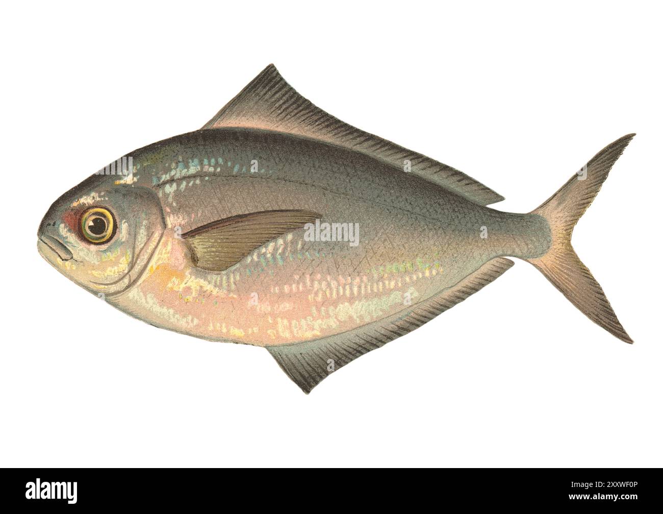 Color Lithographed Fish Print by Sherman Foote Denton Stock Photo - Alamy