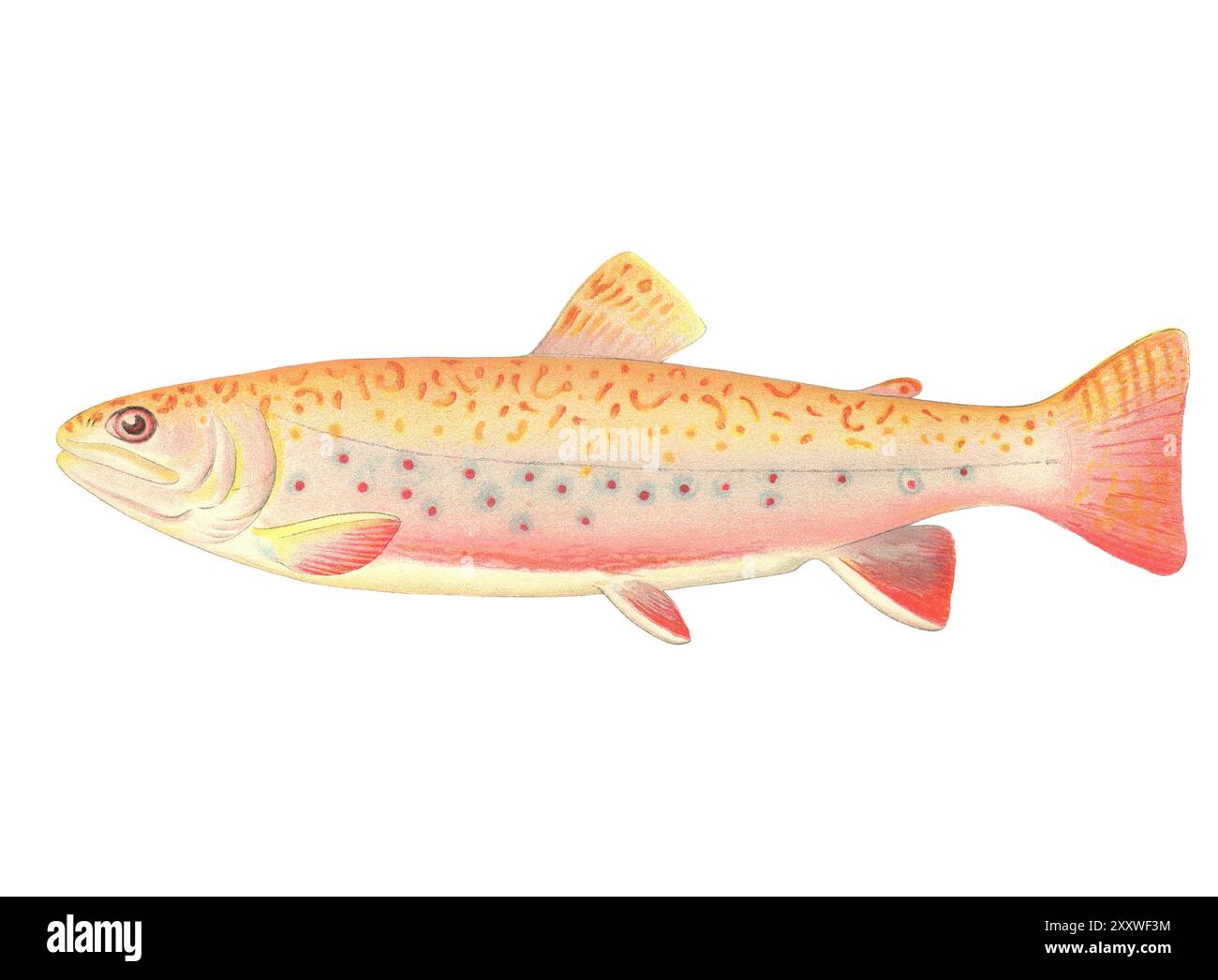 Color Lithographed Fish Print by Sherman Foote Denton Stock Photo - Alamy