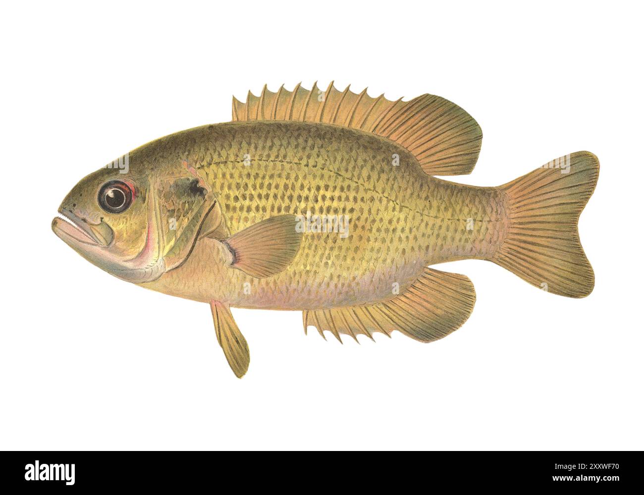 The Rock Bass (Ambloplites rupestris) Color Lithographed Fish Print by ...