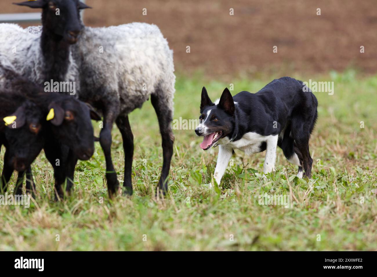 Border collie sheepdog working sheep hi-res stock photography and ...