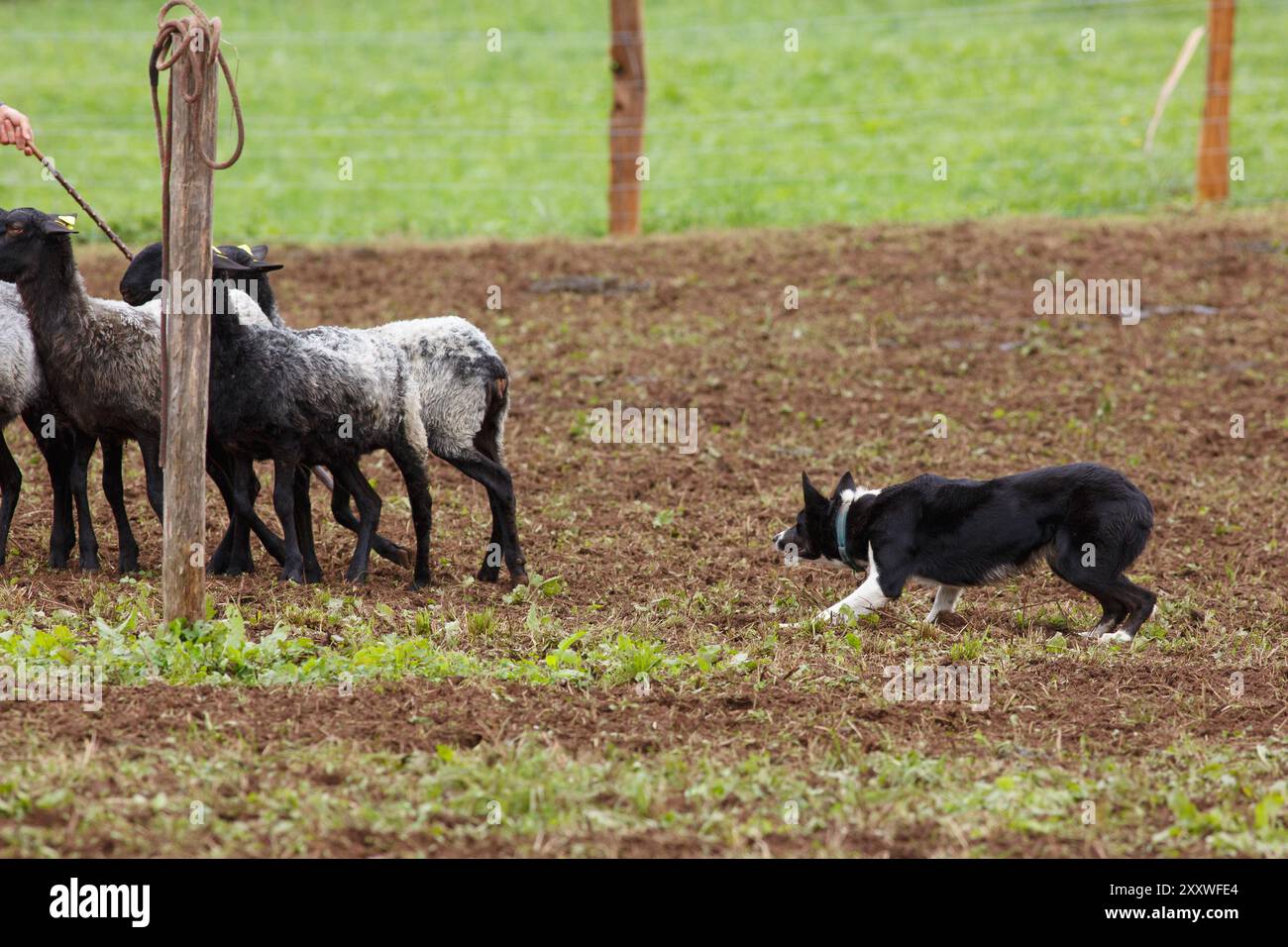 Border Collie sheepdog working with a flock of sheep Stock Photo - Alamy
