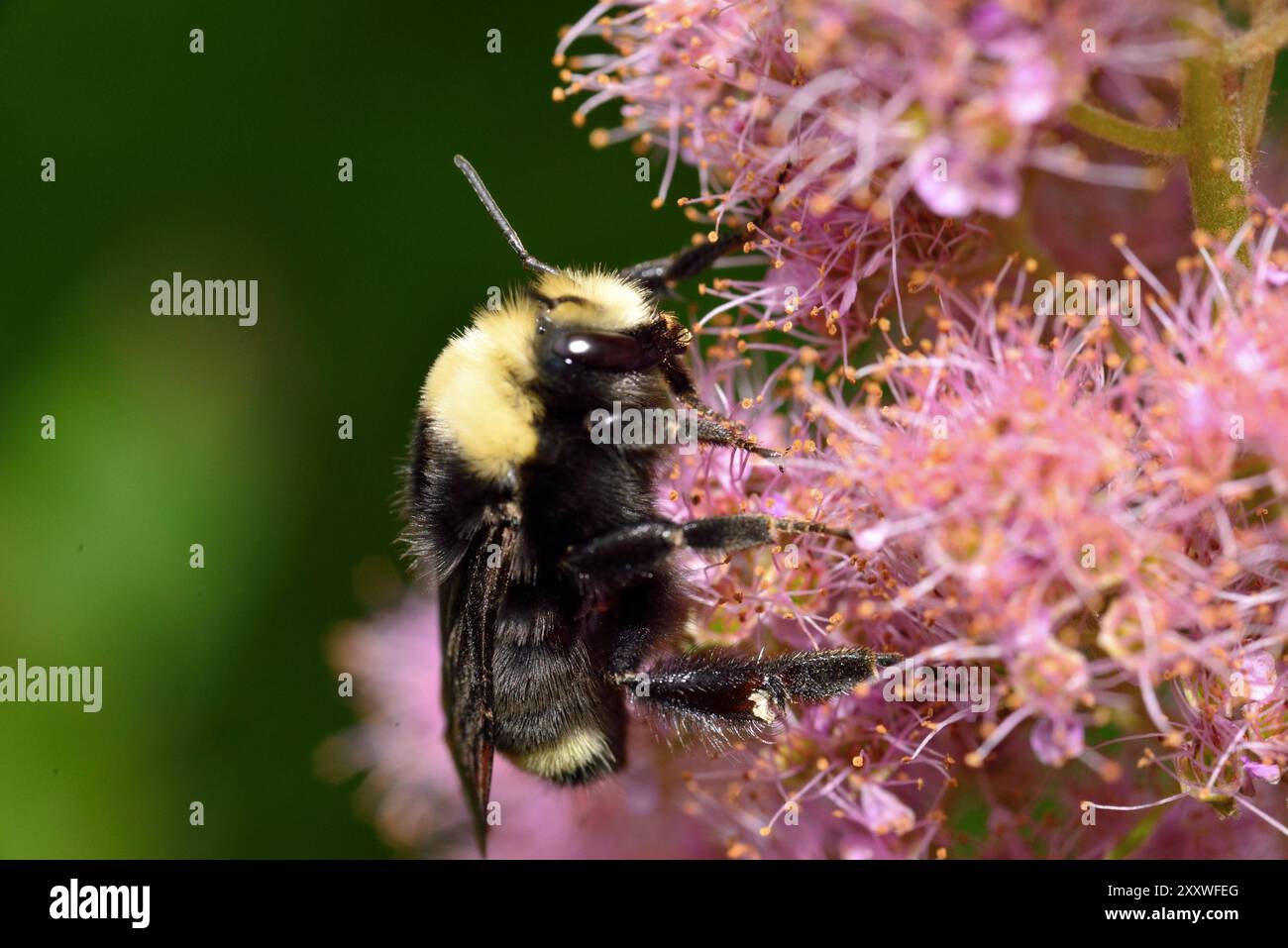 Yellow-faced bumblebee eating pollen 2 Stock Photo - Alamy