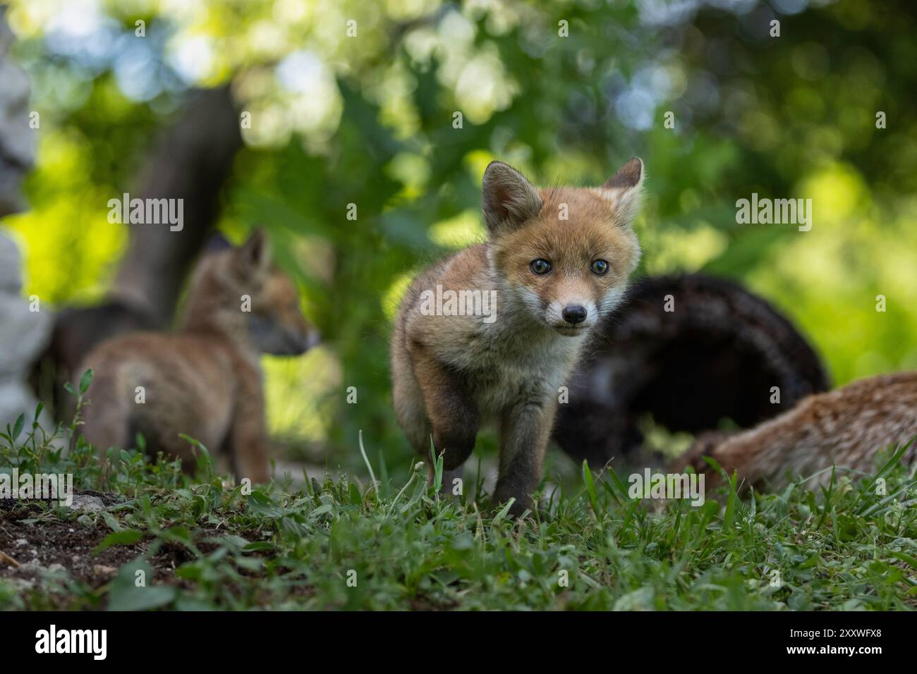 The red fox and her cubs Stock Photo - Alamy