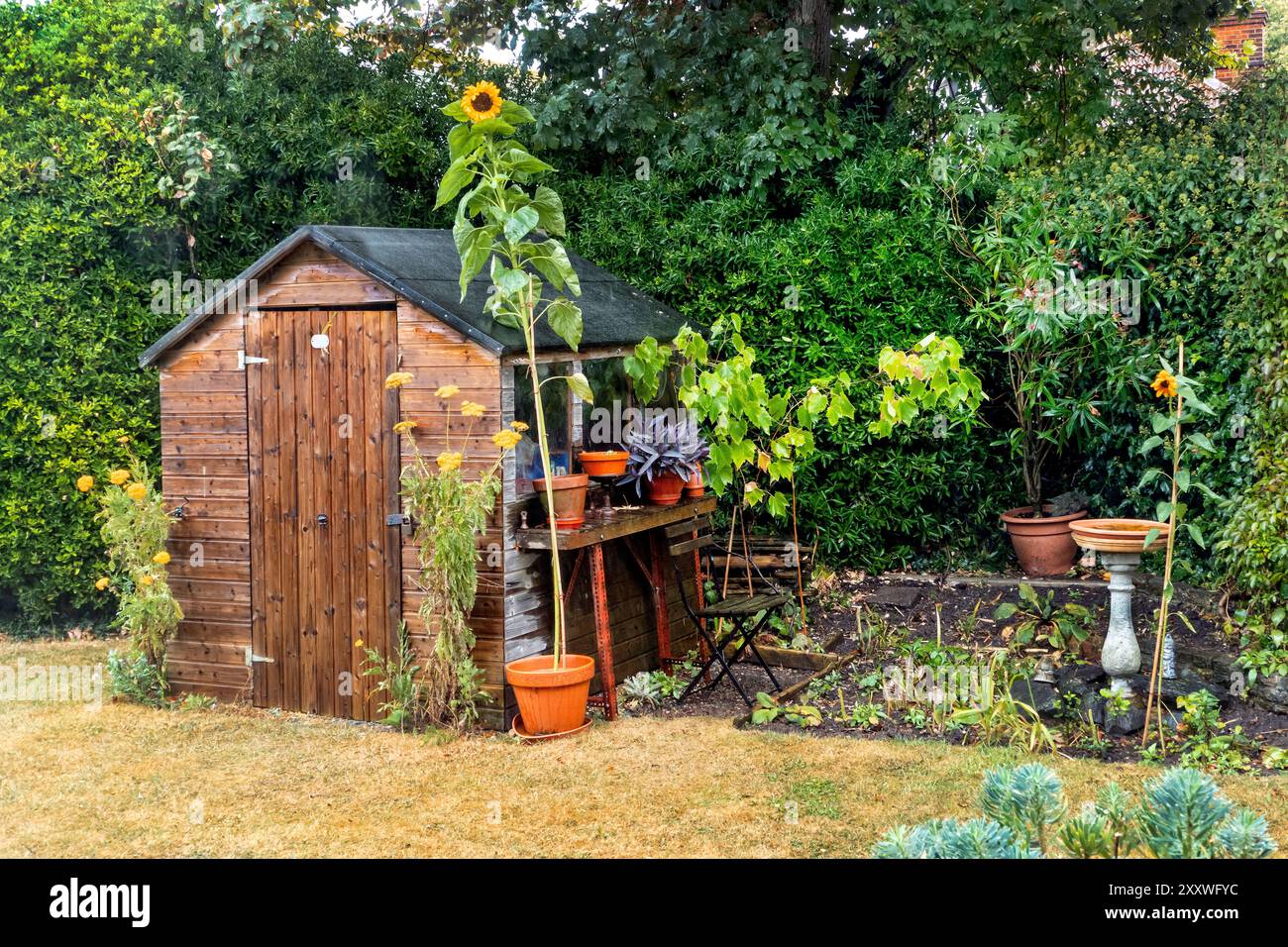 English Country Garden Shed
