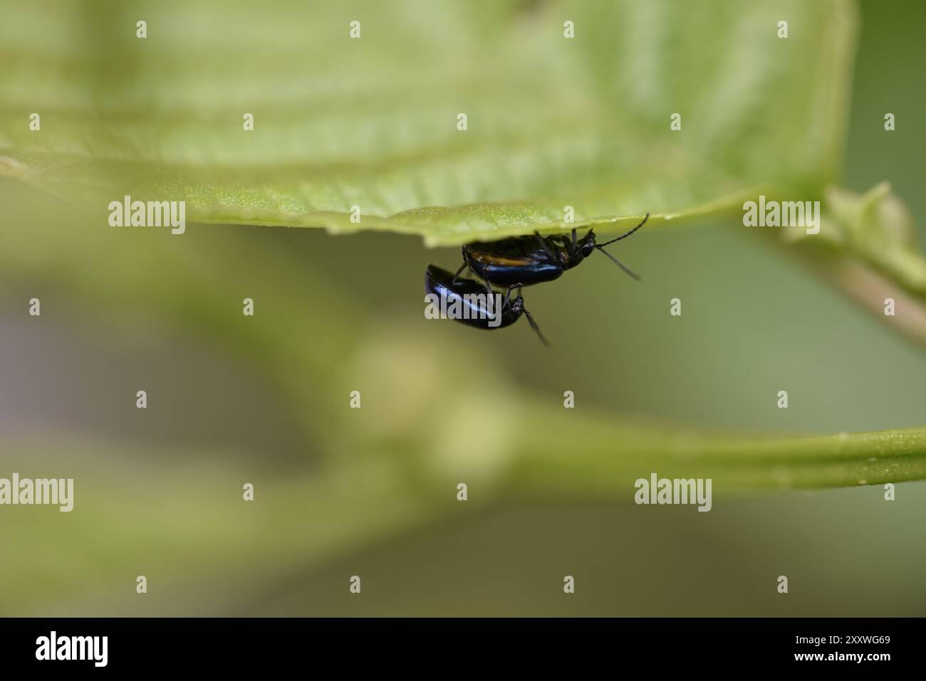 Macro Image of a Mating Pair of Alder Leaf Beetles (Agelastica alni ...