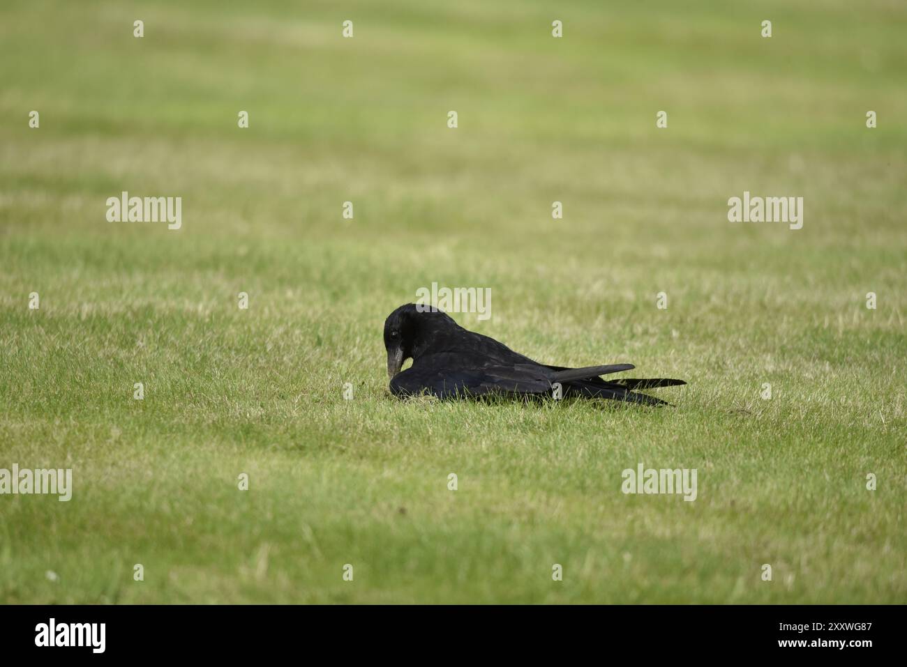 Carrion Crow (Corvus corone) Lying on Grass Left Side-on, in Hot ...