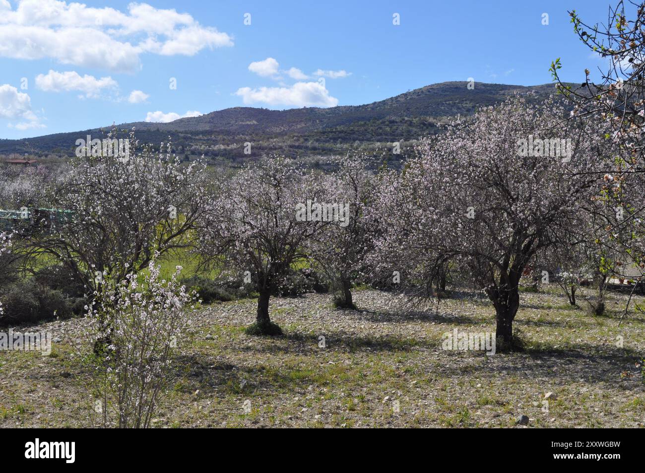 The beautiful Almond on the farmland Stock Photo - Alamy
