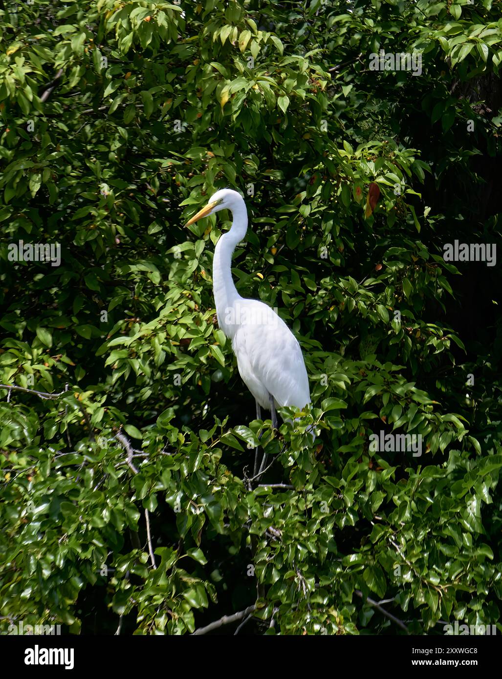 The beautiful Great White Egret is a large member of the heron family ...