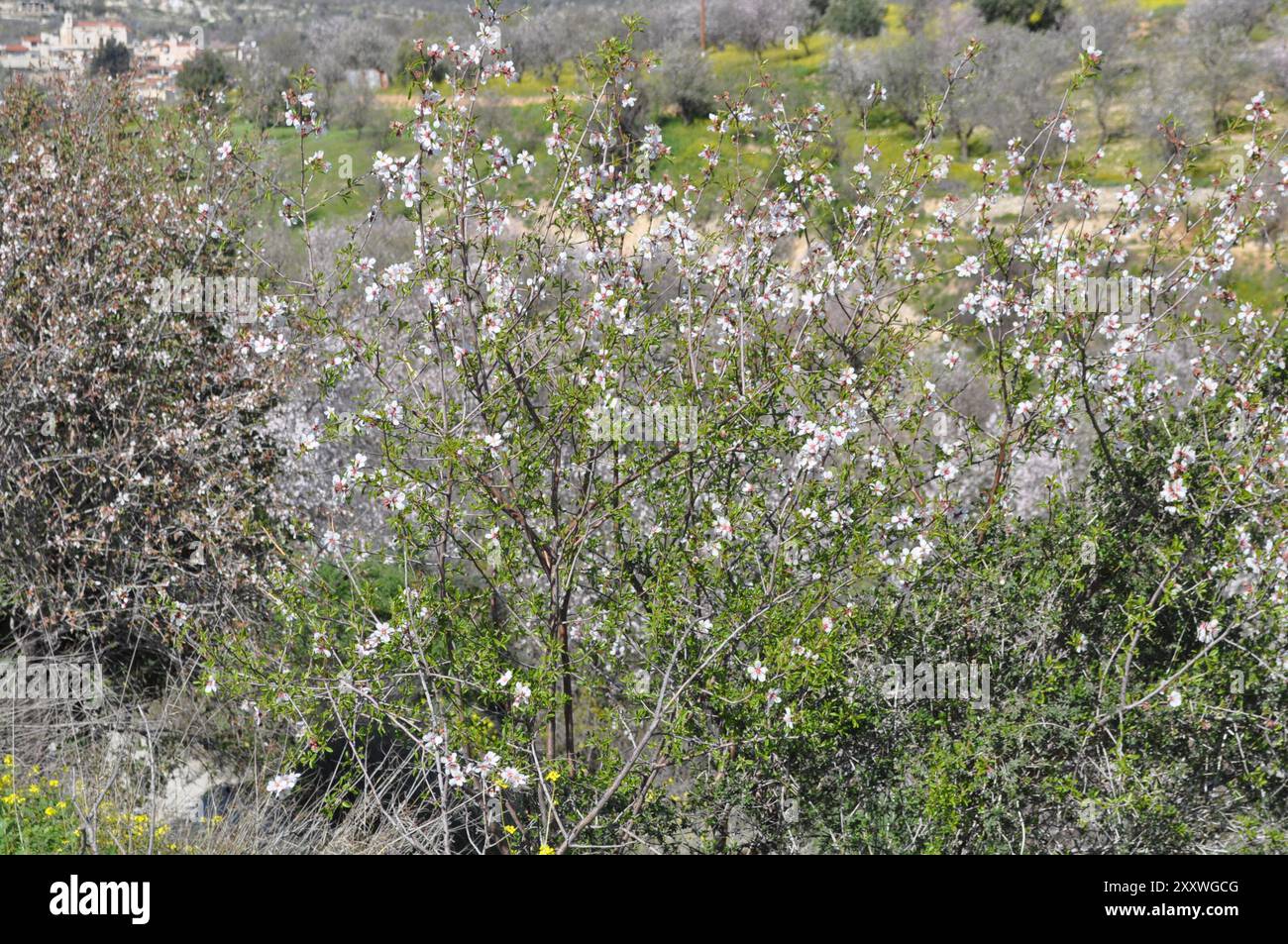 The beautiful Almond on the farmland Stock Photo - Alamy
