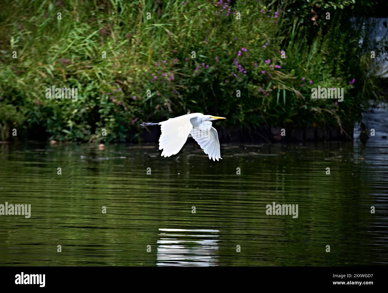 The beautiful Great White Egret is a large member of the heron family ...