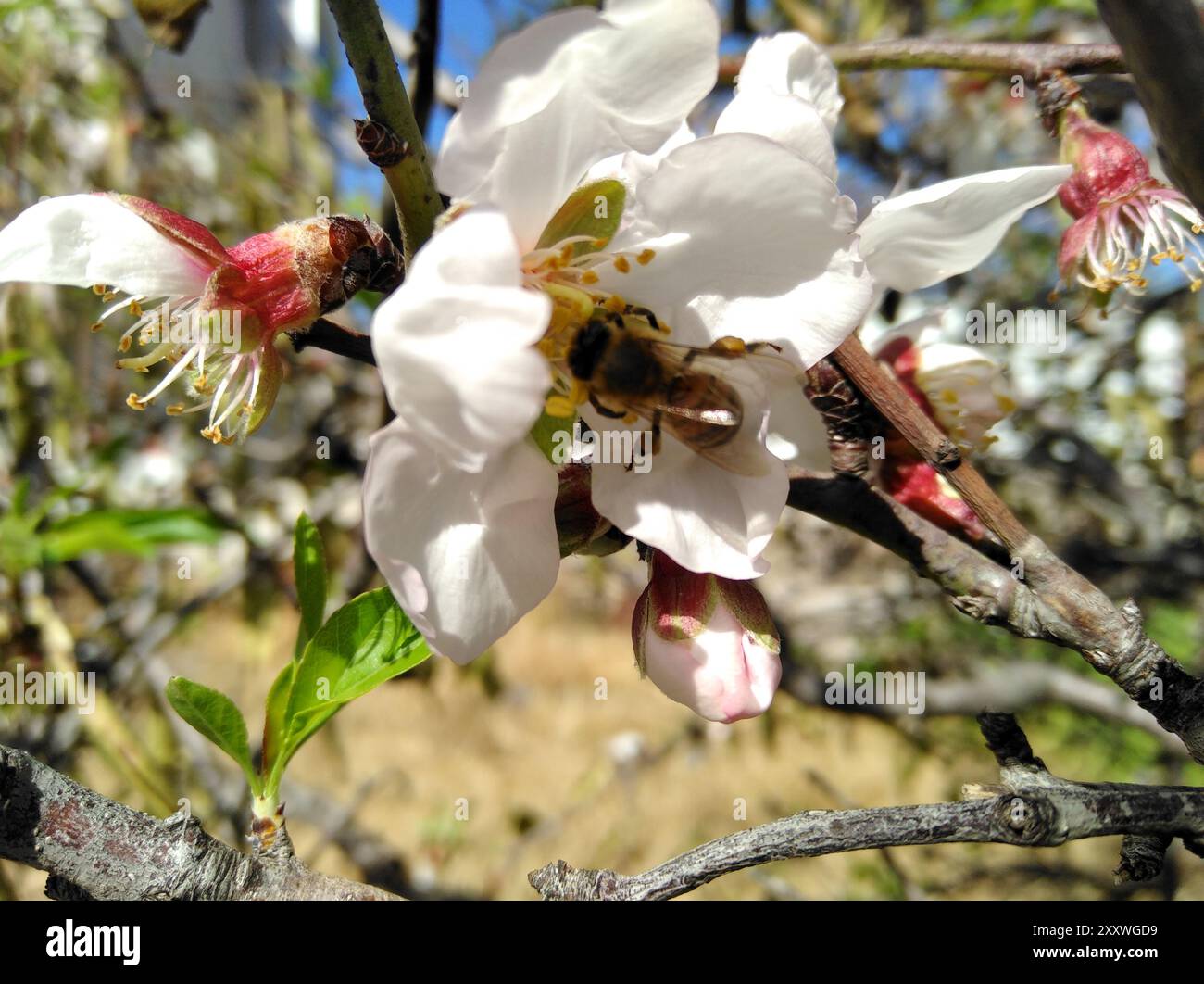 The beautiful Almond on the farmland Stock Photo - Alamy