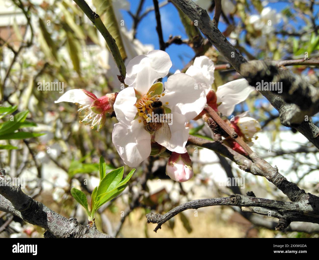 The beautiful Almond on the farmland Stock Photo - Alamy