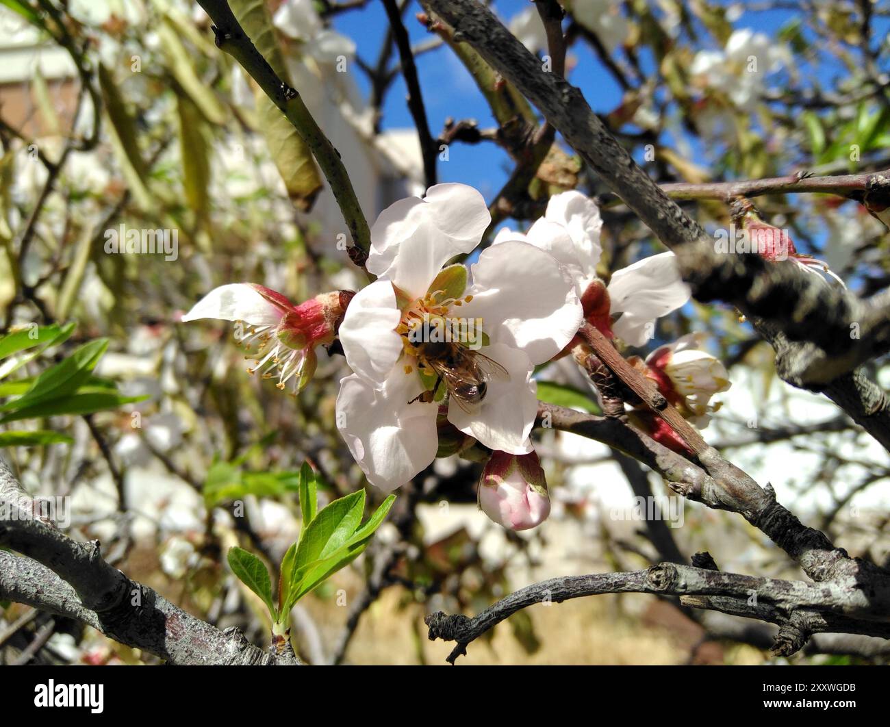 The beautiful Almond on the farmland Stock Photo - Alamy