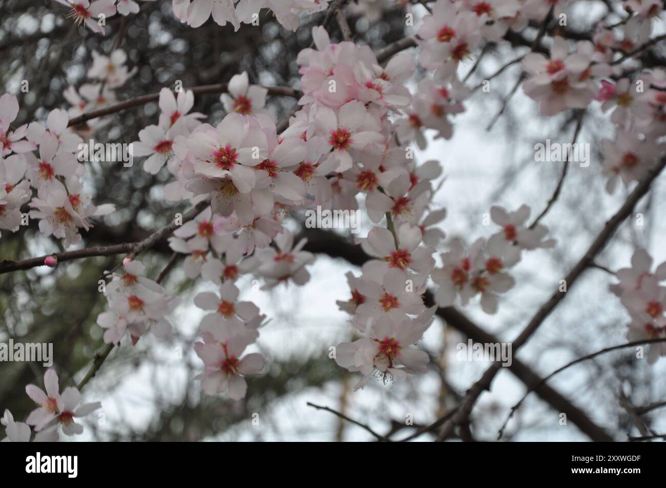The beautiful Almond on the farmland Stock Photo - Alamy