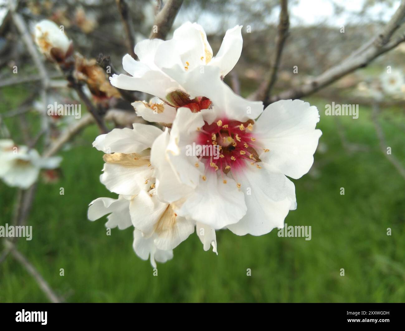 The beautiful Almond on the farmland Stock Photo - Alamy