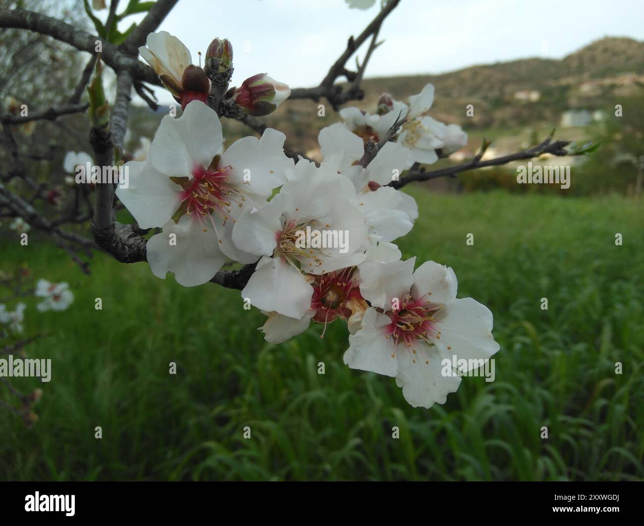 The beautiful Almond on the farmland Stock Photo - Alamy