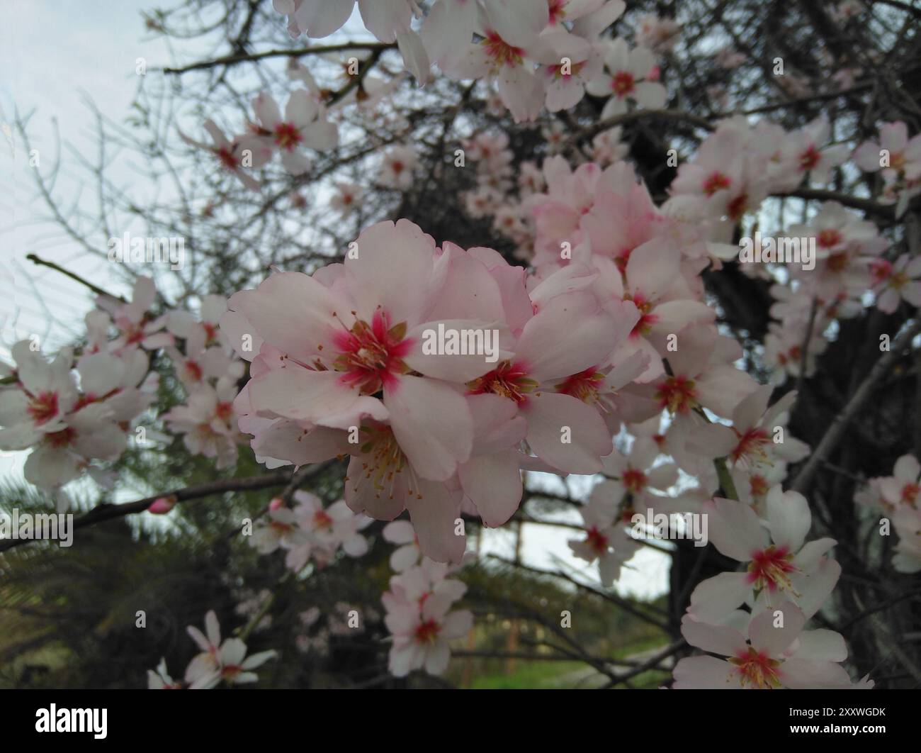 The beautiful Almond on the farmland Stock Photo - Alamy